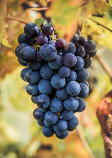 Vini - Masciarelli Tenute Agricole La passione e l'amore per la terra